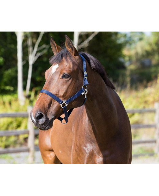 Horze Basic Halter Cob Navy - Horse-Halters & Accessories : Richmond ...